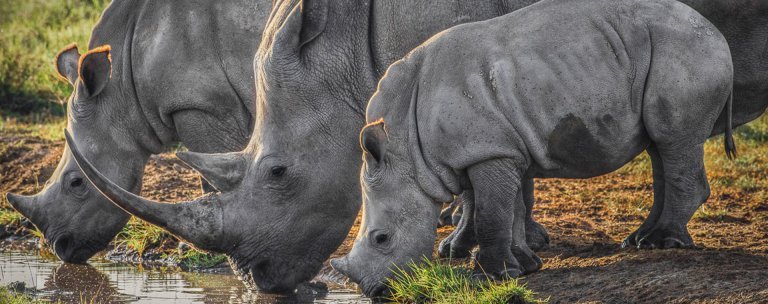 Mkomazi National Park | kilimanjaro unforgettable